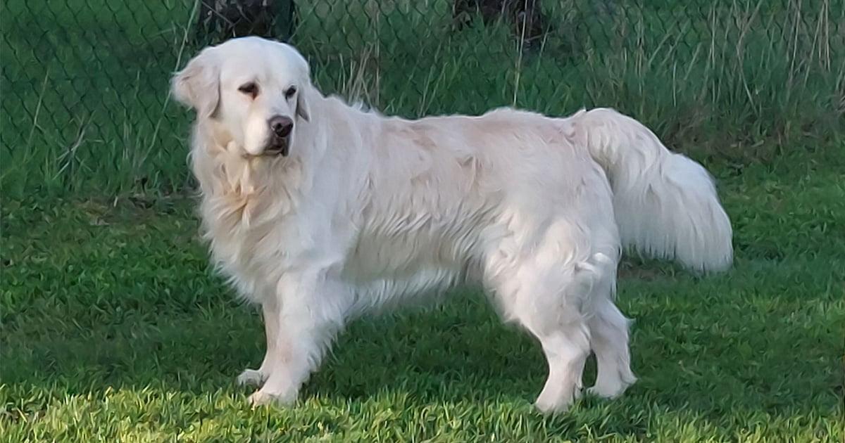Prince Charming du Bois du Double Golden Retriever
